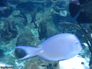 Tropical Fish - Imgflip