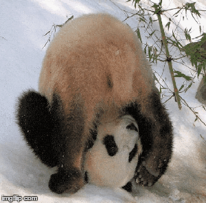 Roly Poly Panda - Imgflip