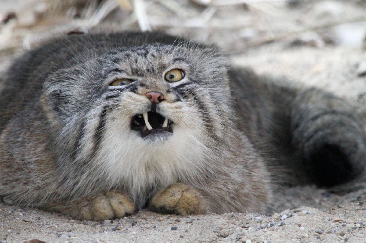Weird Cat With Weird Face Blank Template Imgflip Weird Cat With Weird Face Blank Template Imgflip