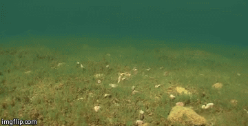 Unagi cola, a soda with the taste of grilled eel | The Star