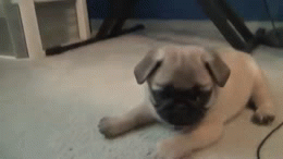 Pug Puppy Excited When He Sees Camera - Imgflip