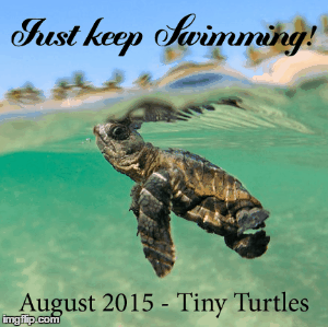 Tiny Turtles August 2015 - Imgflip