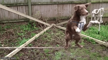 Amazing Acrobatic Dog - Imgflip