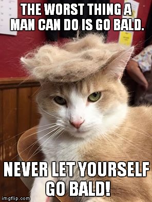 Image tagged in willis cat - Imgflip