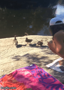 feedingducks Memes & GIFs - Imgflip