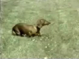 Rusty the narcoleptic dog - Imgflip