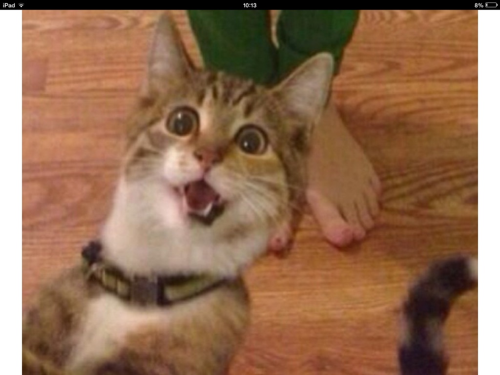 Excited Cat Blank Template Imgflip