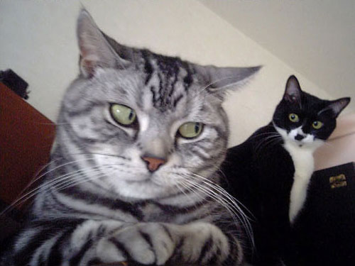 Suspicious Cat Blank Template Imgflip