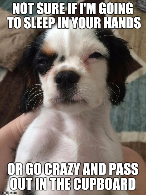 Image tagged in fry dog - Imgflip