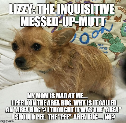 Lizzy: The Inquisitive Messed-Up-Mutt - Imgflip