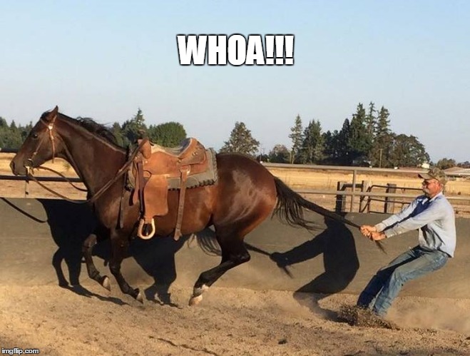 WHOA HORSE Imgflip