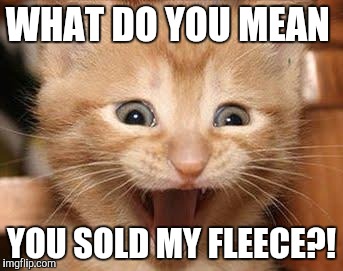 Excited Cat Meme - Imgflip