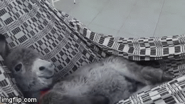 cute ass swinging in a hammock - Imgflip