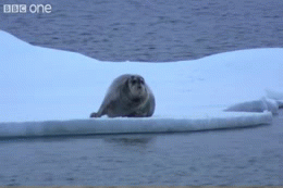 polar bear soon - Imgflip