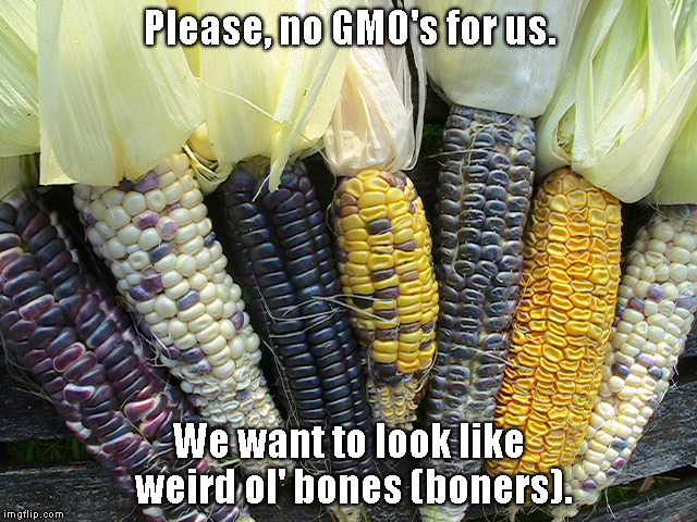 Gmo Corn Memes 10 GMO Memes Backed Up By Science Genetic Literacy