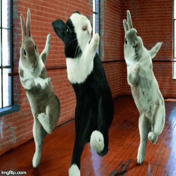bunnys!!!!! - Imgflip