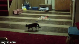 Forgot how to cat - Imgflip