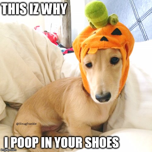 Image tagged in dachshund - Imgflip