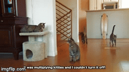 Multiplying Kitties!!! - Imgflip