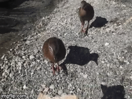 Cheeky weka - Imgflip