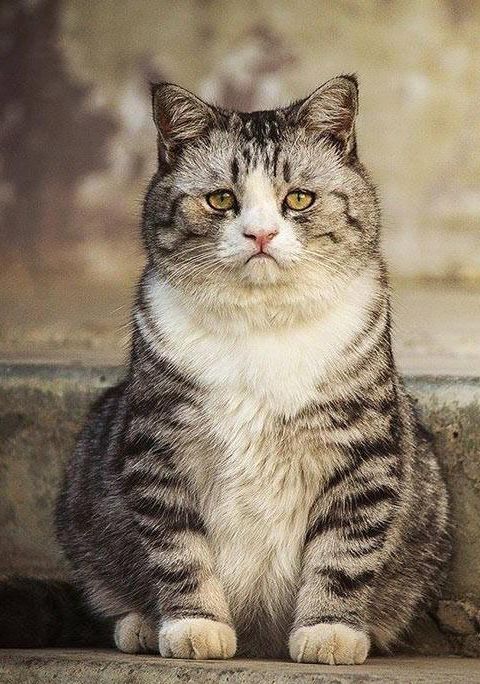 Depressed Cat Blank Template Imgflip