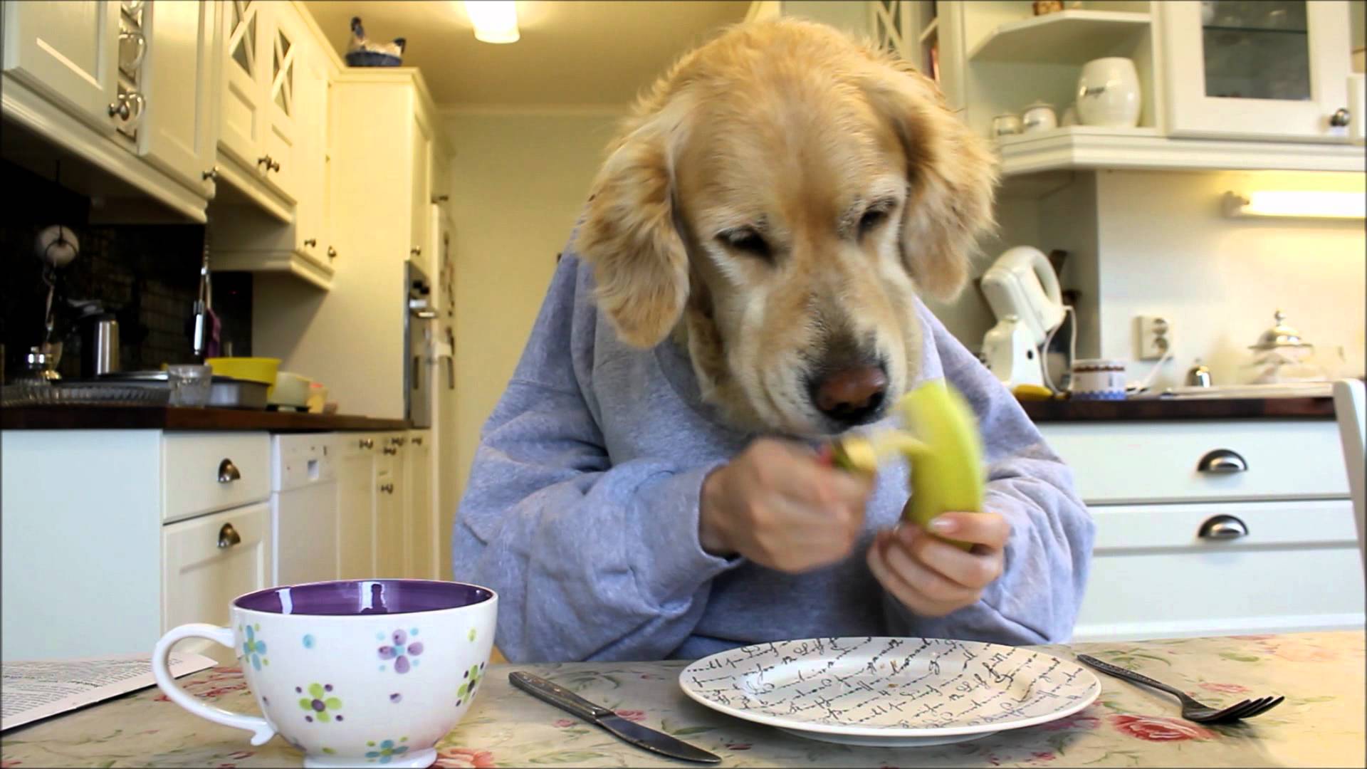 Banana Dog Blank Template Imgflip