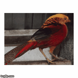 How to Twirl a Pheasant - Imgflip