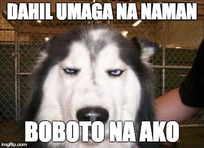 Skeptical Dog - Imgflip