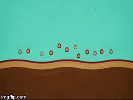 Animated GIF - Imgflip