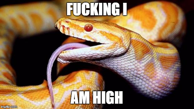 high af snake - Imgflip