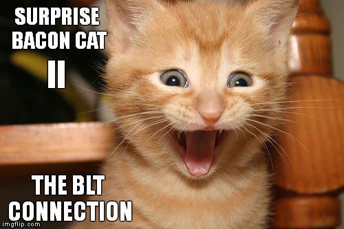 Surprise Bacon Cat - Imgflip