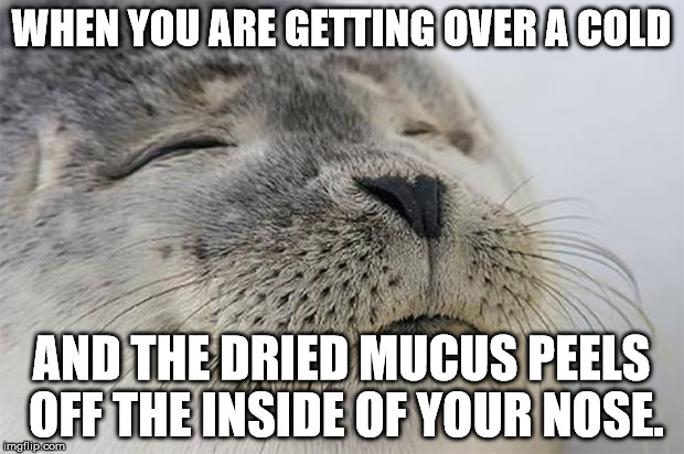 Satisfied Seal Meme - Imgflip