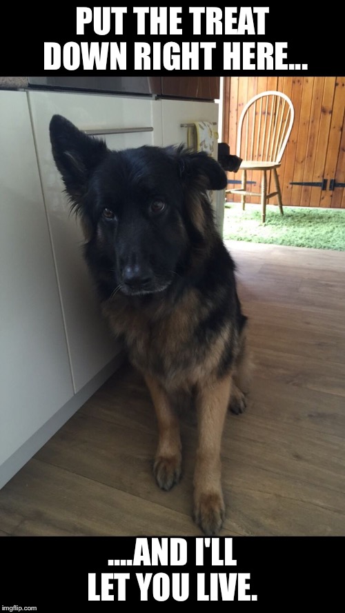 Image tagged in ronnie dog - Imgflip