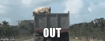 Animated GIF - Imgflip