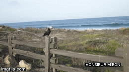 Crow take off - Imgflip