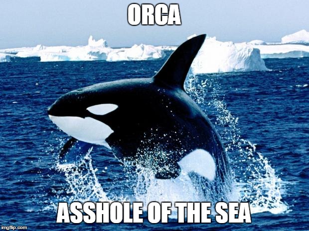 orca - Imgflip