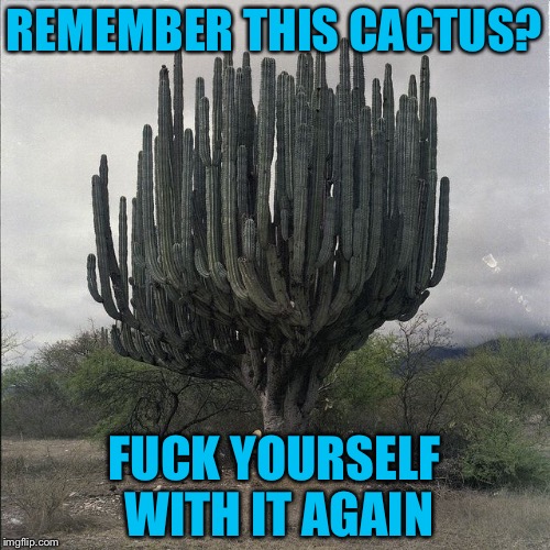 Image tagged in cactus - Imgflip