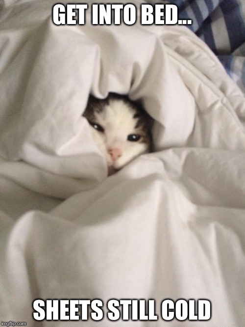 Bedcat Imgflip Bedcat Imgflip