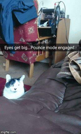 Pounce mode engaged - Imgflip