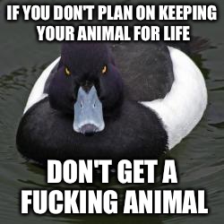 Angry Advice Mallard - Imgflip