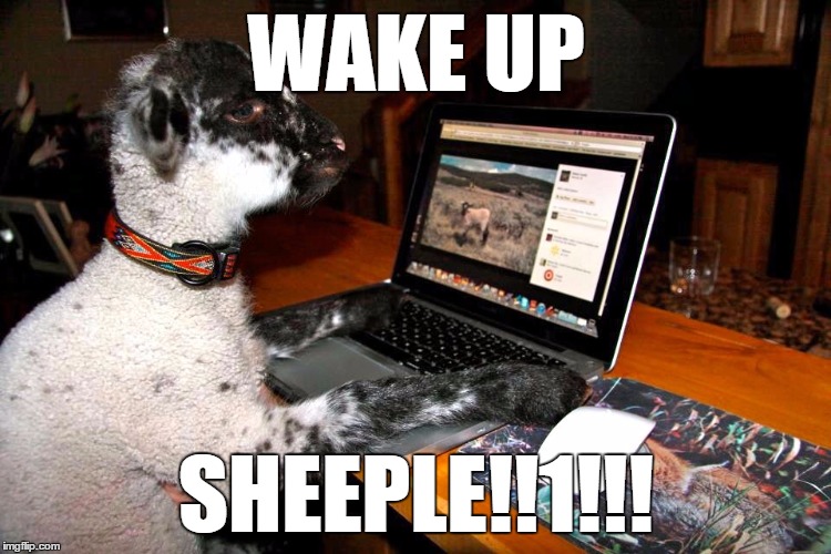 Lamb Blogger - Imgflip