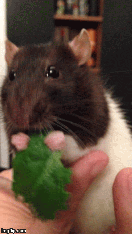 Cute Rat Eating Leaf - Imgflip