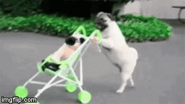 Why I love pugs. - Imgflip