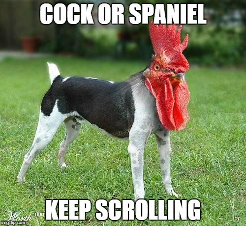 Image tagged in funny animals,morph,memes,meme - Imgflip