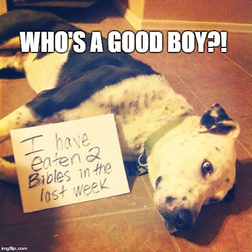 Image tagged in dog ate bibles - Imgflip