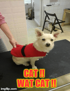 cat!! wat cat!! - Imgflip