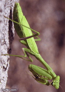 mantis - Imgflip