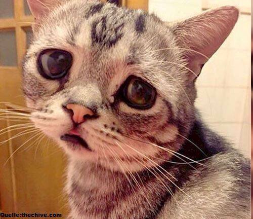 Sad Cat Blank Template Imgflip