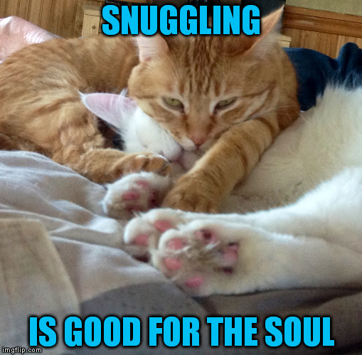 Image tagged in cats - Imgflip