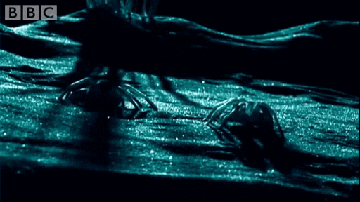 These Female Spiders Attack Potential Mates If They Send the Wrong ...